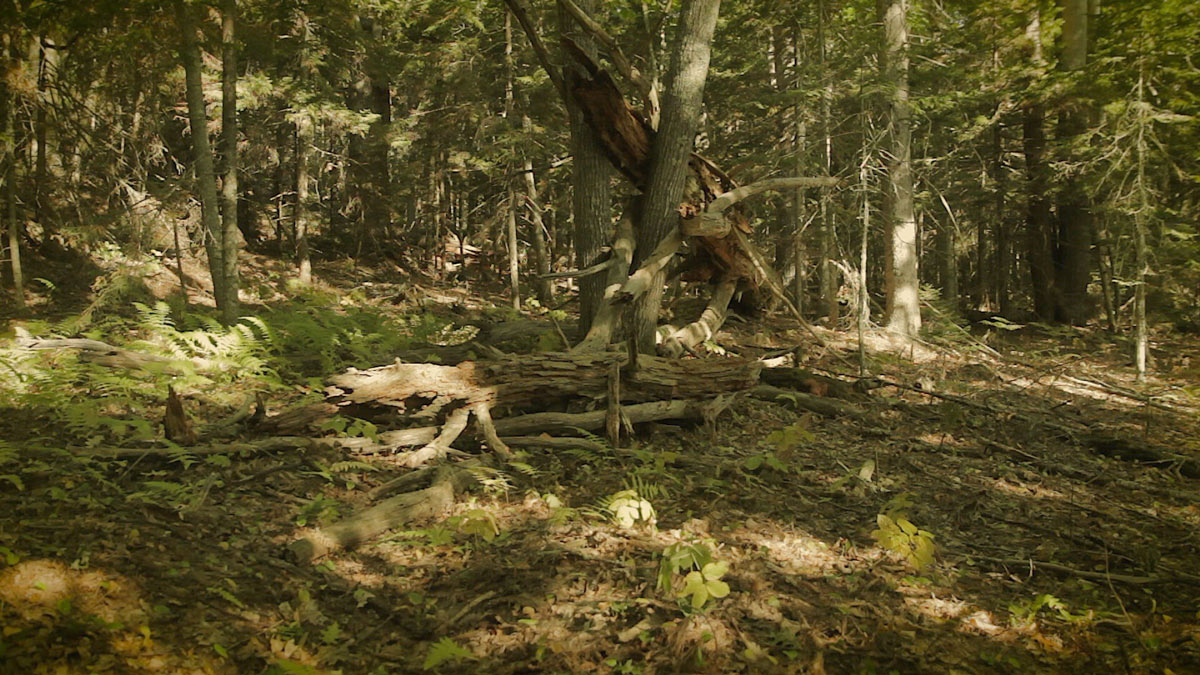 Wolfe's Neck State Park | Sounds of Maine